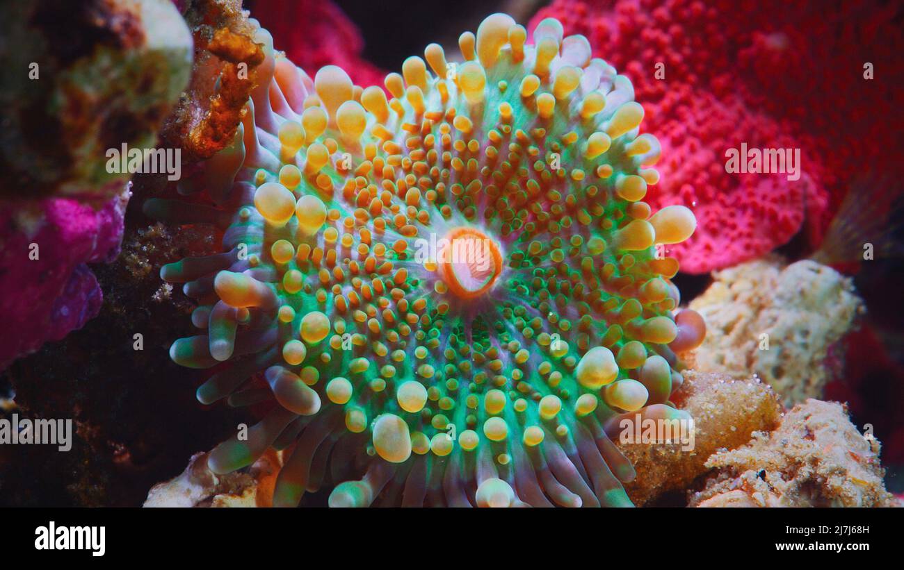 PUFF: WONDERS OF THE REEF, 2021. © Netflix / courtesy Everett ...