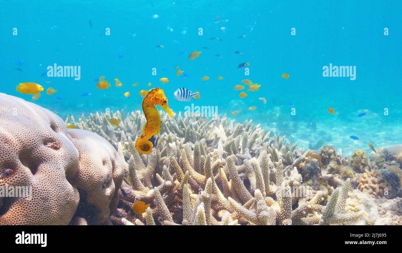 PUFF: WONDERS OF THE REEF, 2021. © Netflix / courtesy Everett ...