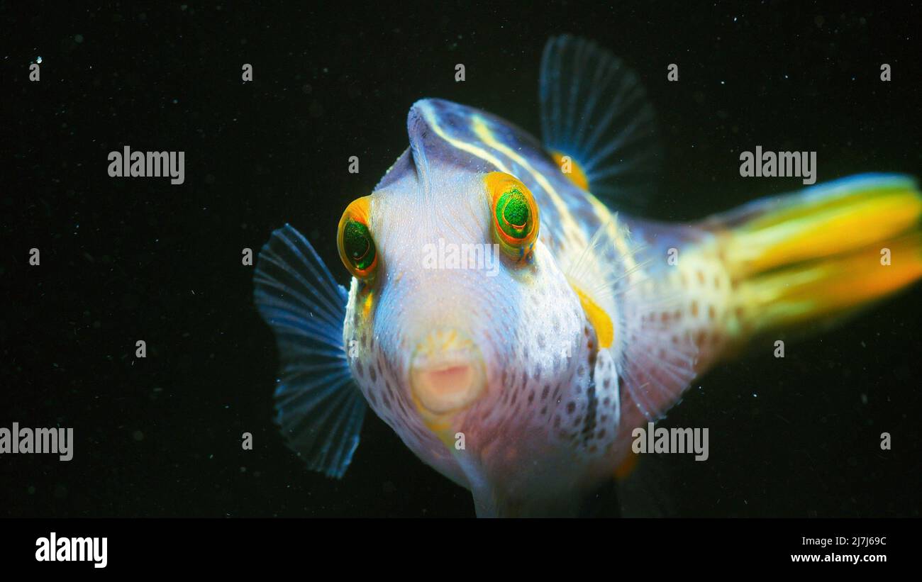 PUFF: WONDERS OF THE REEF, 2021. © Netflix / courtesy Everett ...