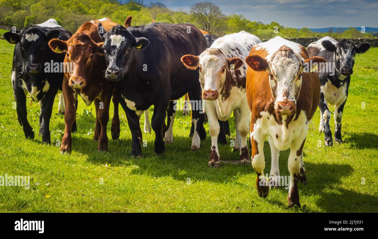 Inquisitive spring cows line up and want to discuss their line uop ...