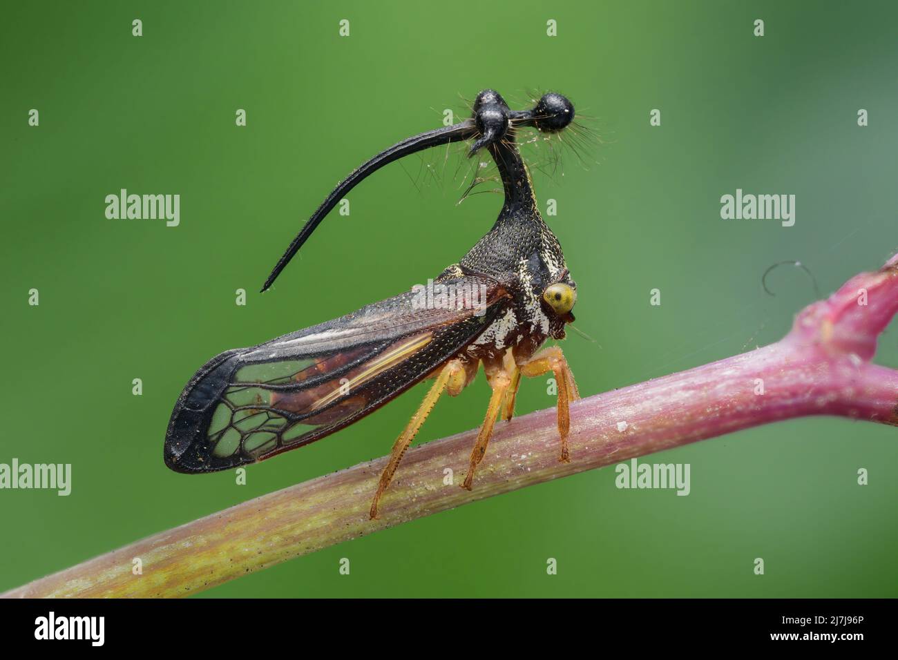 Helicopter insects hi-res stock photography and images - Alamy
