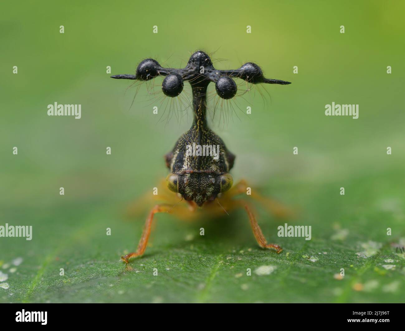 Helicopter insects hi-res stock photography and images - Alamy