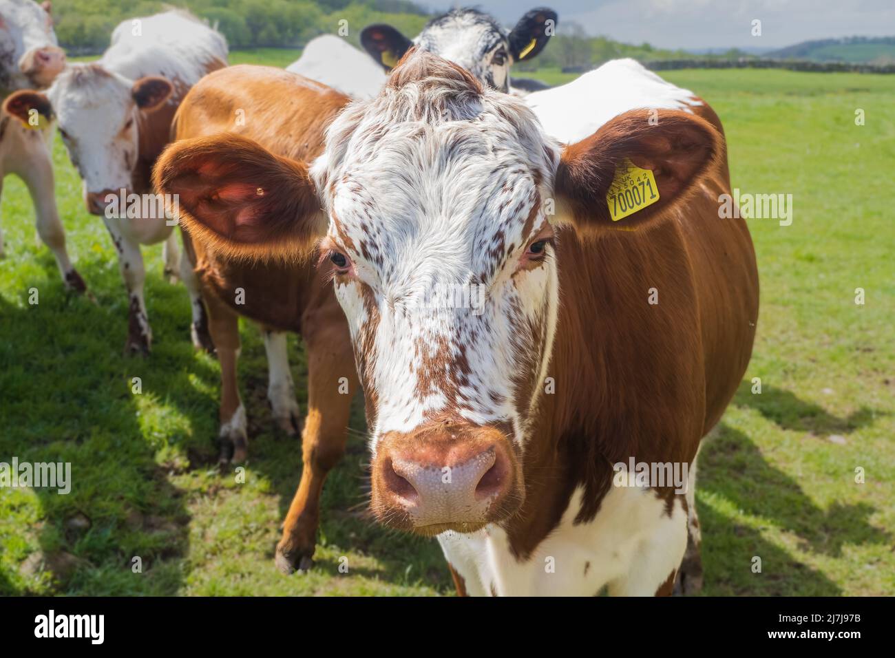 Intelegent and inquisitive cows form a ling in a meadow near to Feizor ...