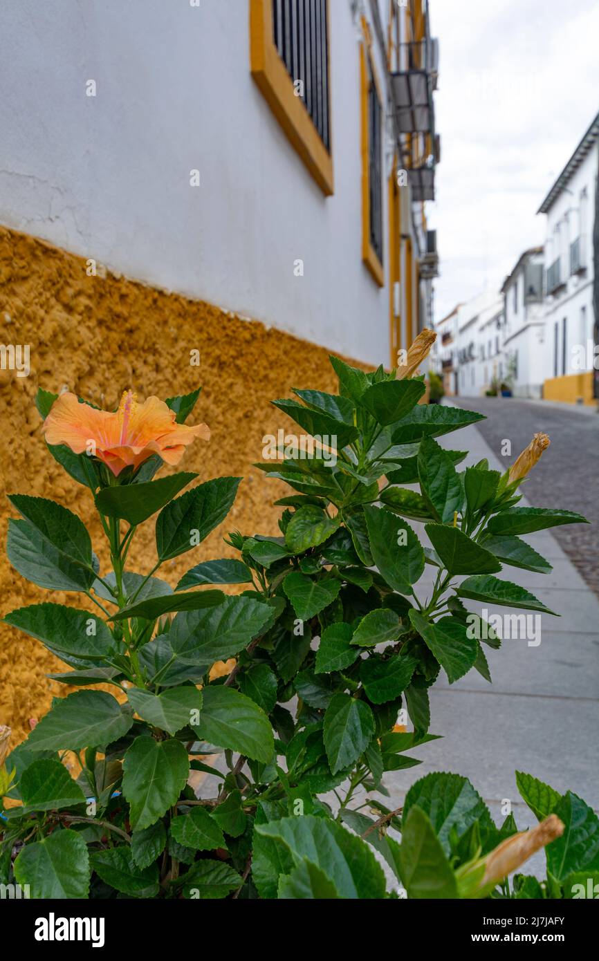 View on old part of Cordoba, San Basilio quarter with white houses and ...