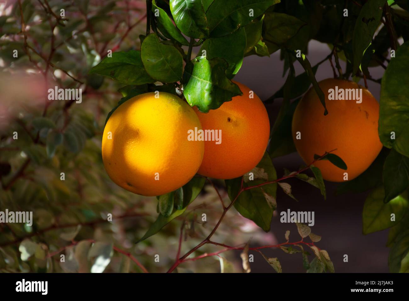 Orange trees with many ripe sweet oranges fruits ready to harvest Stock ...