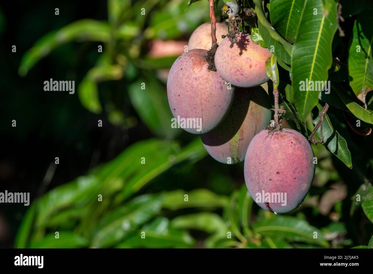 Cultivation of exotic sweet mango fruits on Canary islands, Spain. Ripe ...