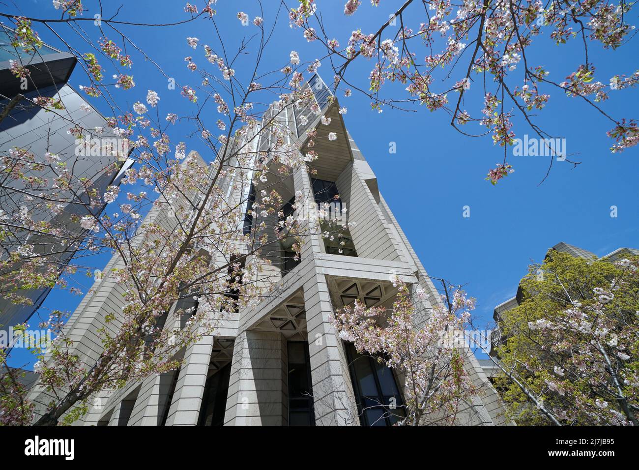 Toronto, Ontario, Canada - May 9, 2022: Cherry trees blooming at the ...