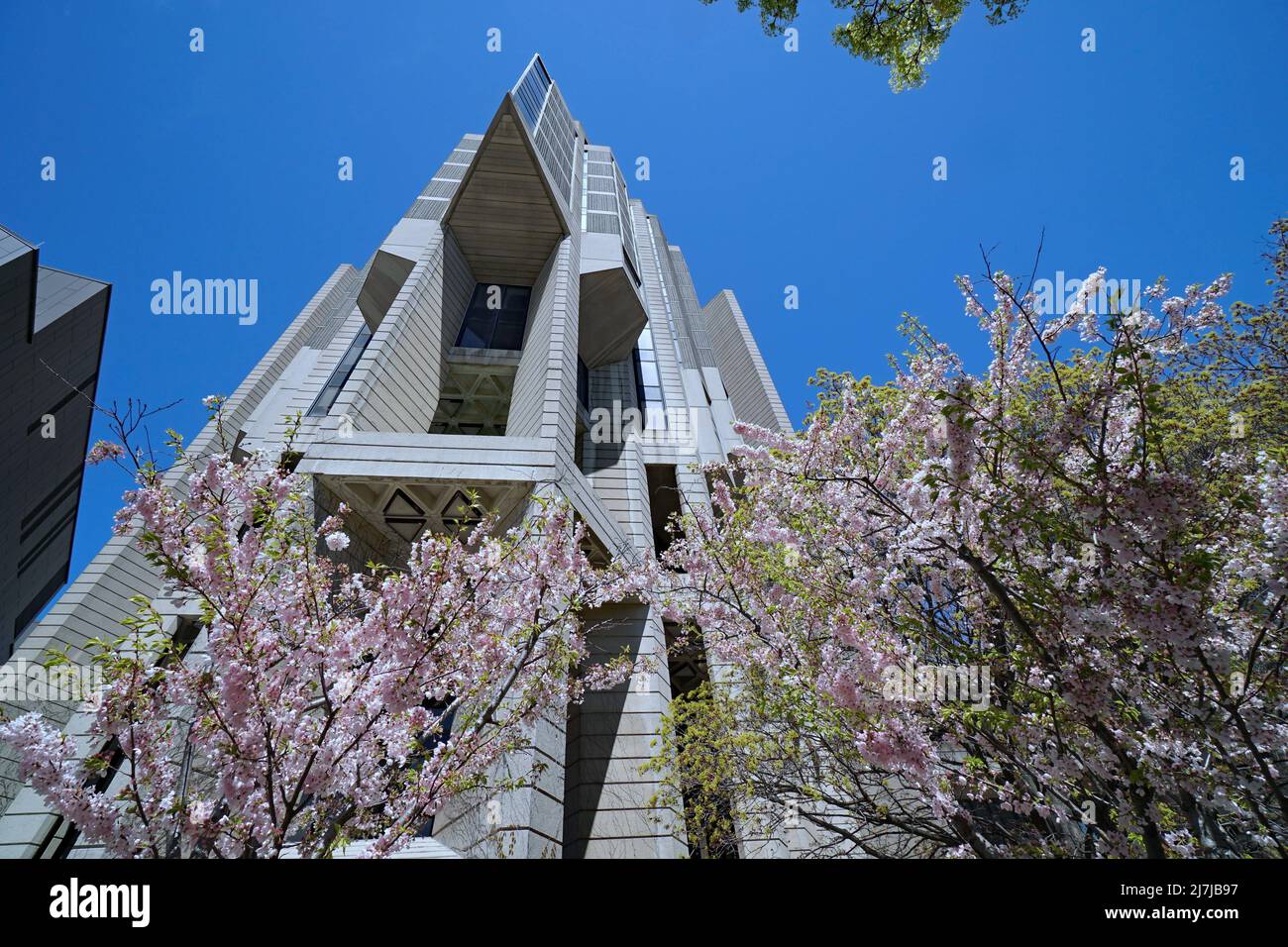 Toronto, Ontario, Canada - May 9, 2022: Cherry trees blooming at the ...