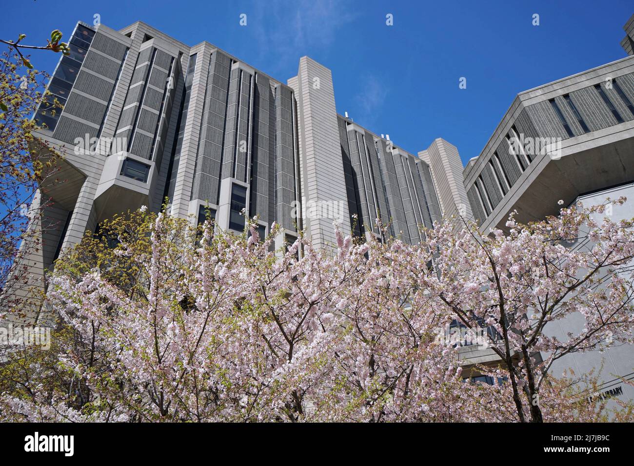 Toronto, Ontario, Canada - May 9, 2022: Cherry trees blooming at the ...