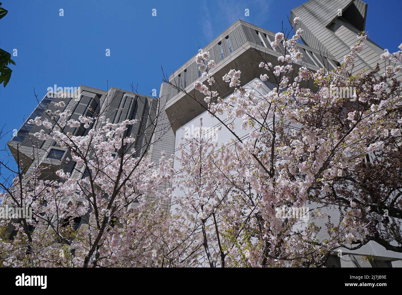 Toronto, Ontario, Canada - May 9, 2022: Cherry trees blooming at the ...