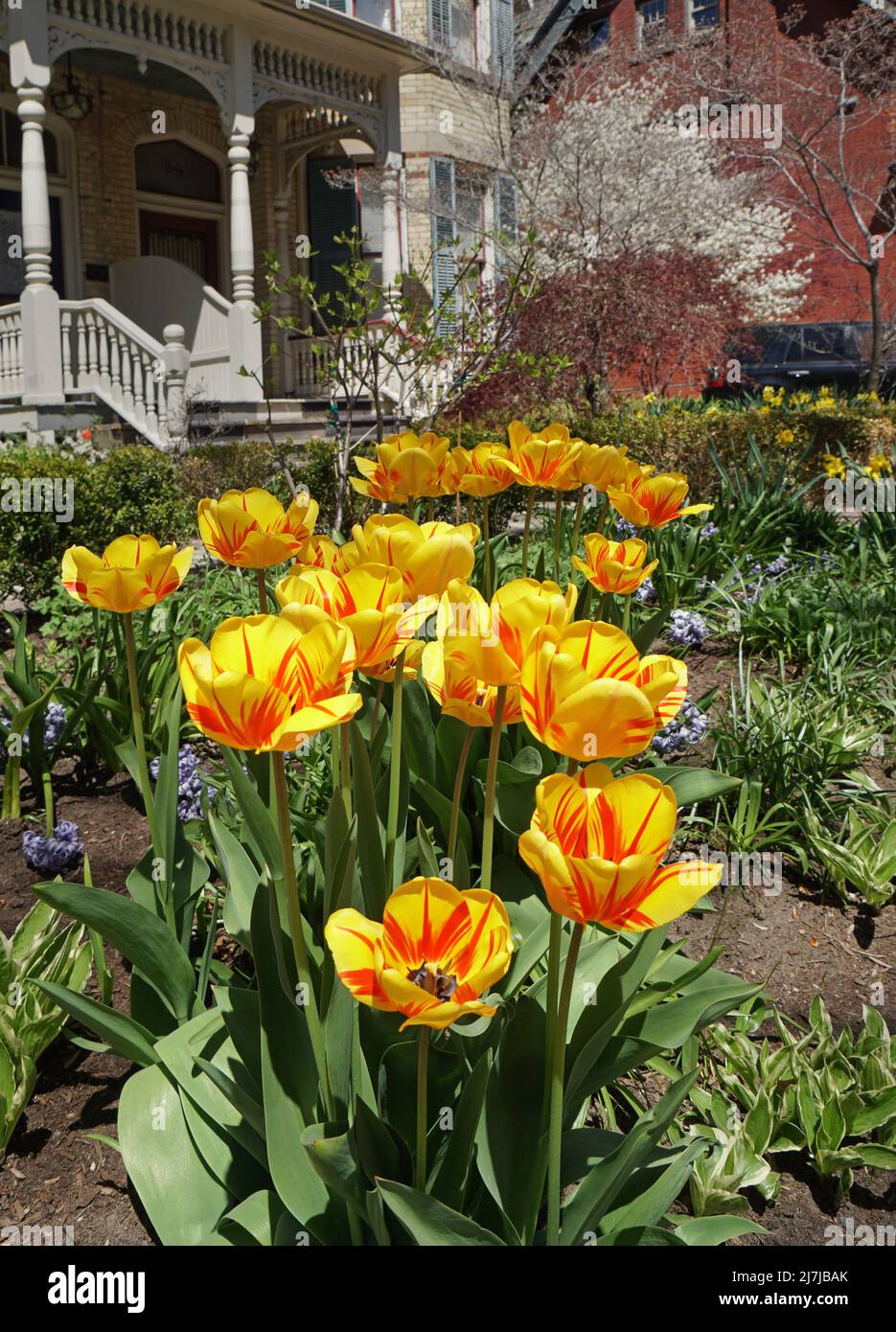 Yellow tulips variegated with bright red stripes Stock Photo - Alamy