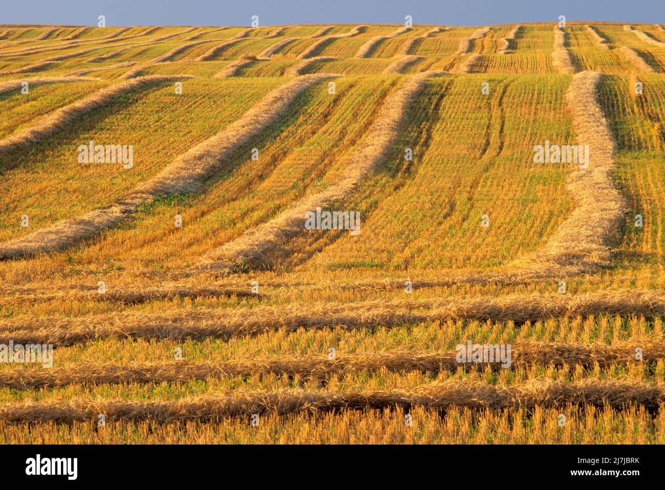 Grain swathing hi-res stock photography and images - Alamy
