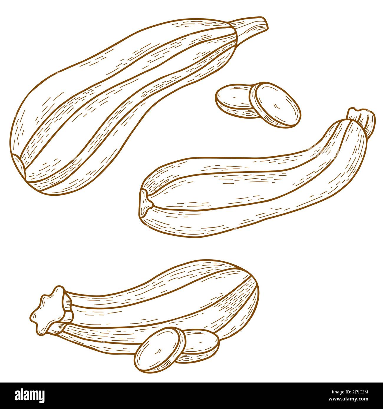 Marrow collection Stock Vector Images - Alamy