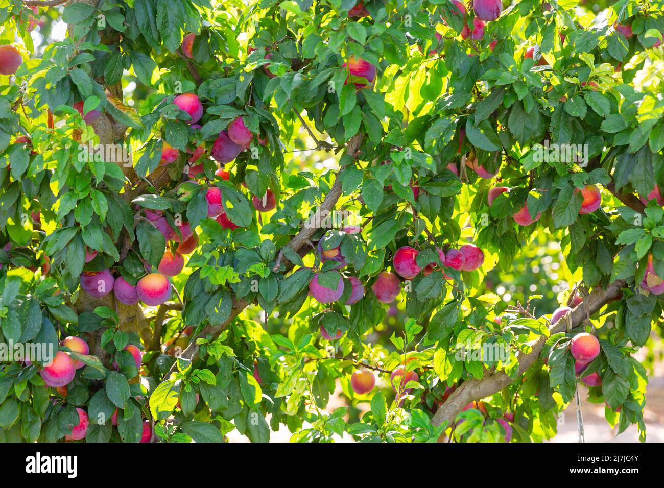 Plums and branches outdoors hi-res stock photography and images - Alamy