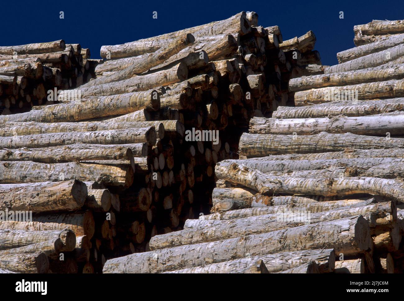 Logs at a sawmill Stock Photo - Alamy