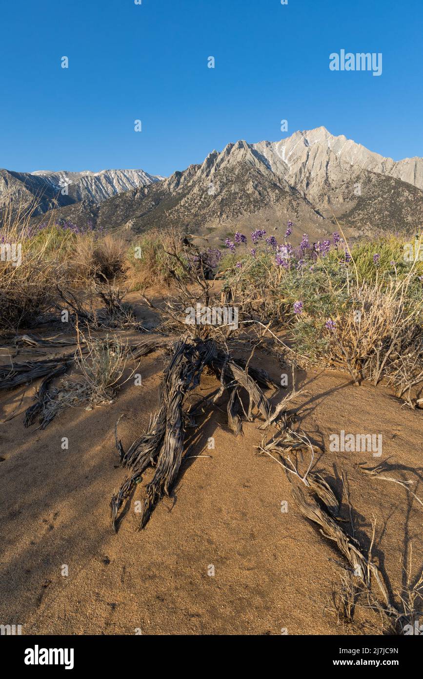 Dead tree in the desert leading to blue lupine in front of the Sierra ...