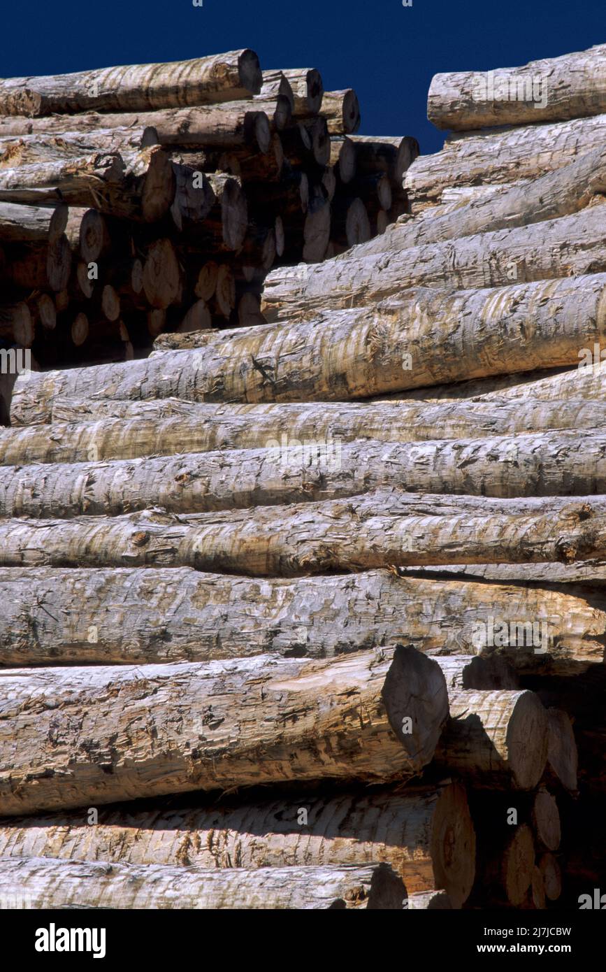 Logs at a sawmill Stock Photo - Alamy