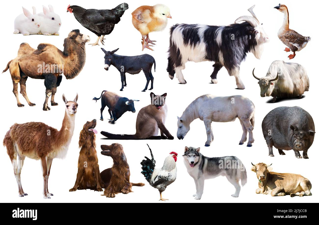 set of farm animals Stock Photo - Alamy