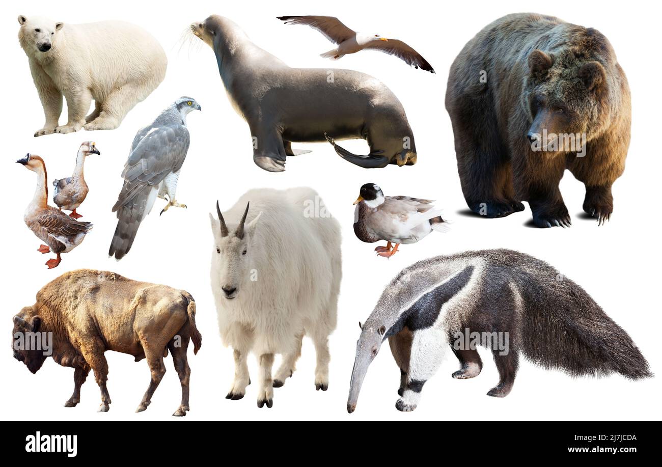 north american animals isolated Stock Photo - Alamy