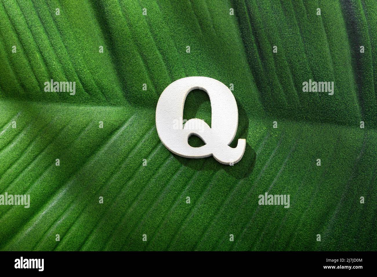 Alphabet letter Q - Green leaf of tropical plant Stock Photo - Alamy