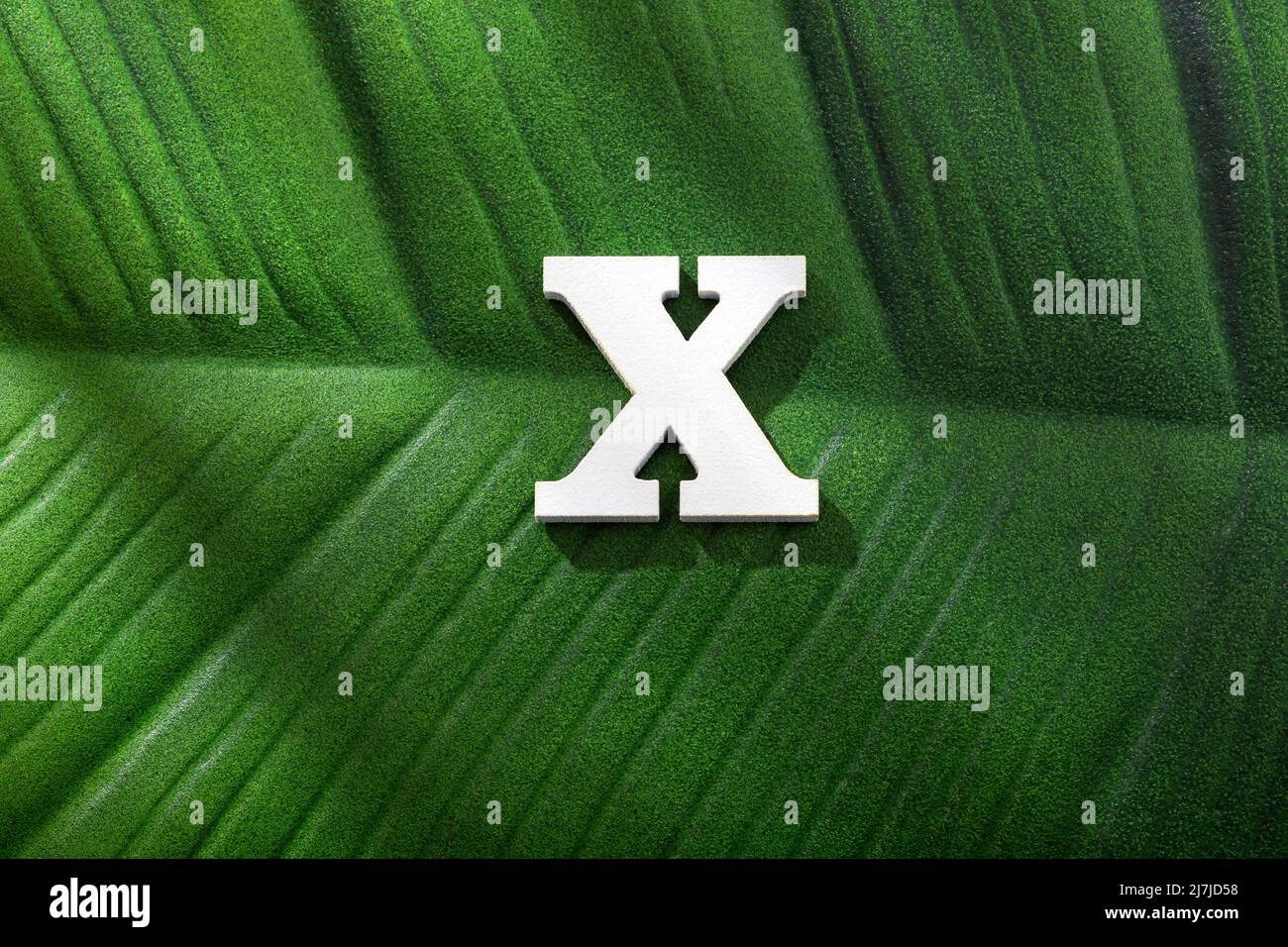 Uppercase letter X over forest tropical leaf Stock Photo - Alamy