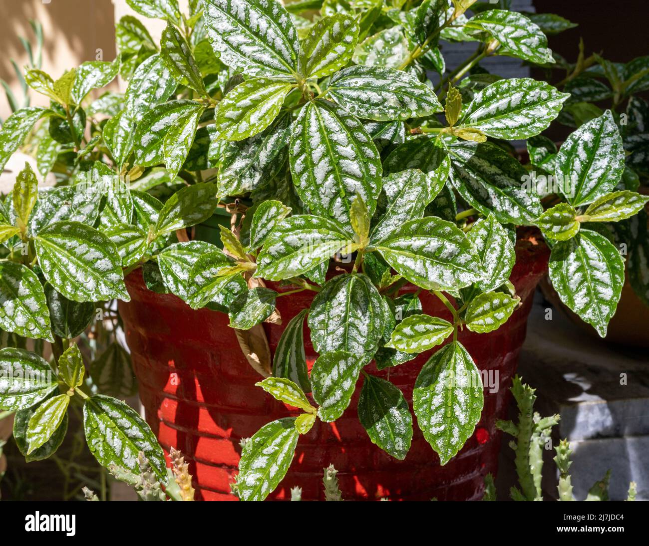 Aluminium plant growth hi-res stock photography and images - Alamy
