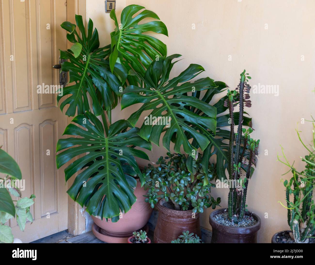 Monstera deliciosa plant in a large pot Stock Photo - Alamy