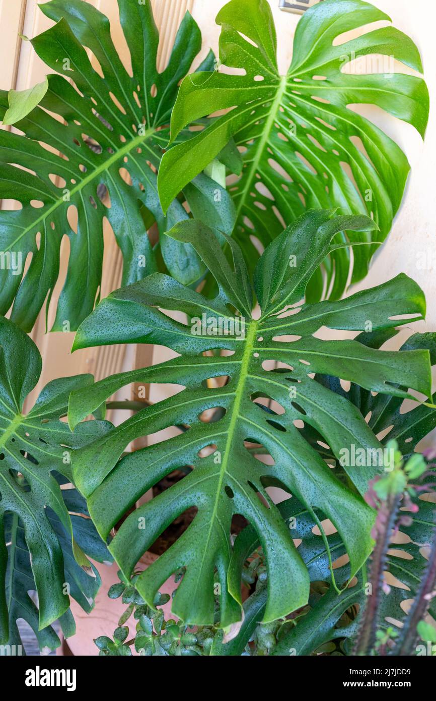 Monstera palm or split-leaf philodendron plant leaves closeup Stock ...