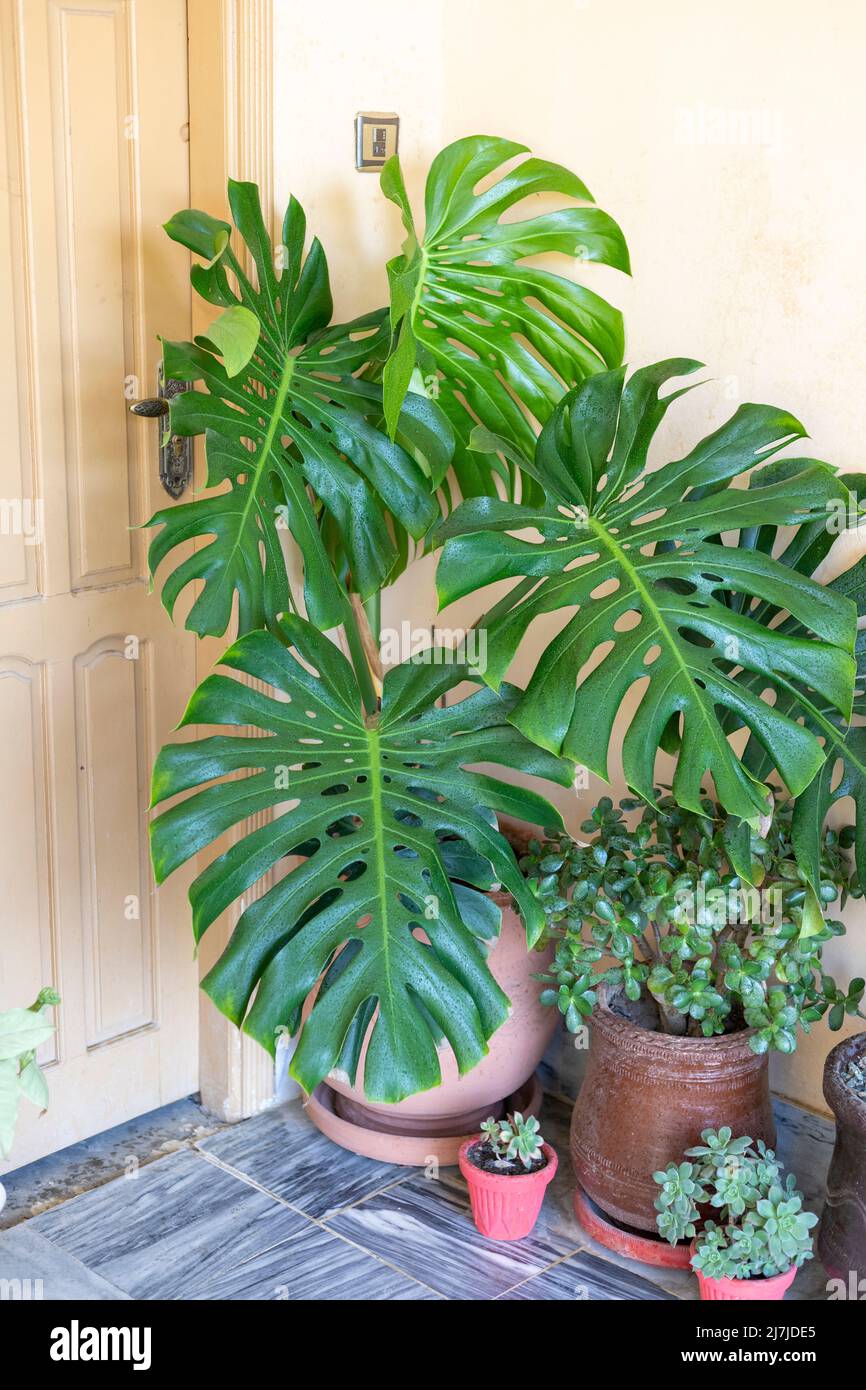 Monstera deliciosa plants in the garden Tropical leaves background ...