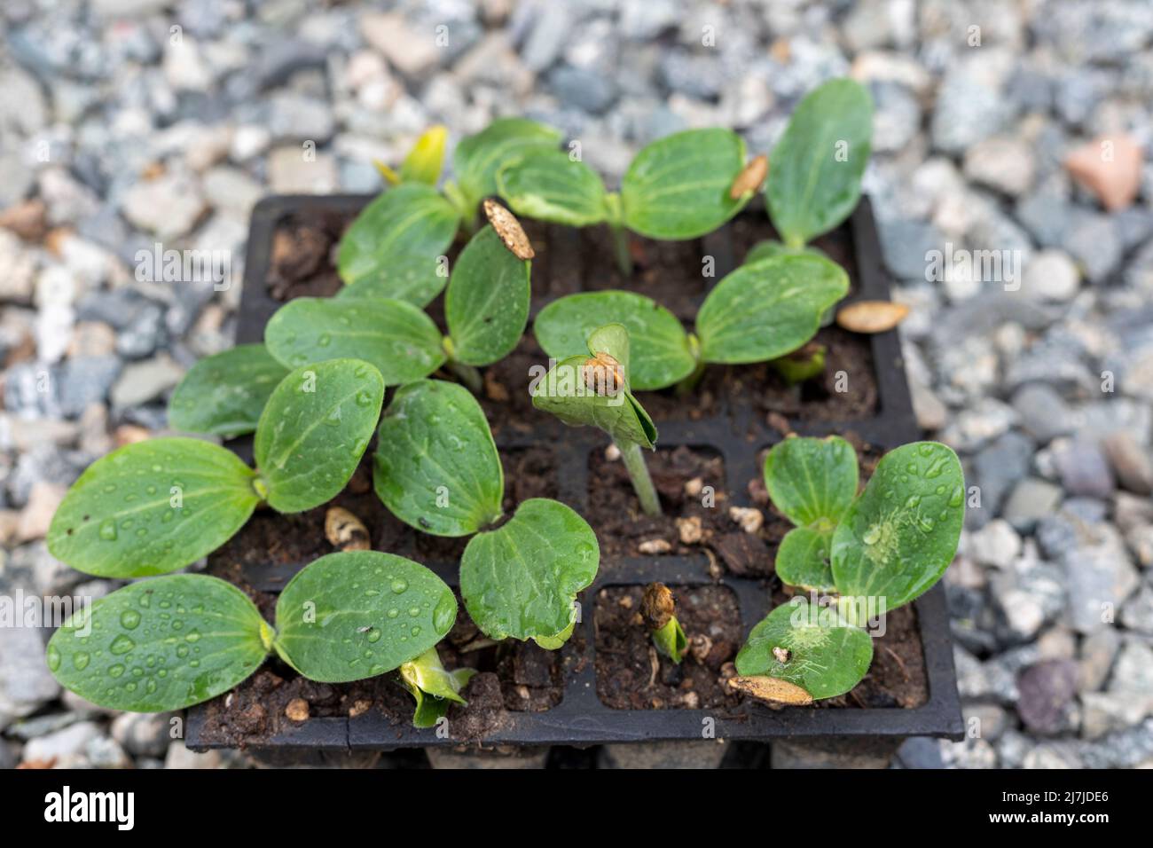 Vegetable seeds sprout in a seedling tray Stock Photo - Alamy
