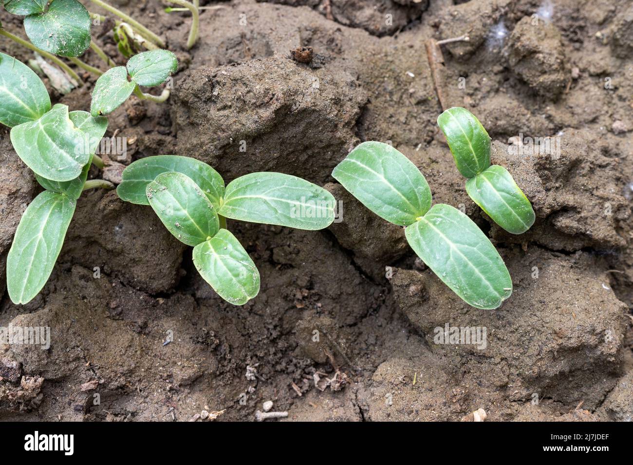 Bottle gourd seeds sprout in a spring Stock Photo - Alamy