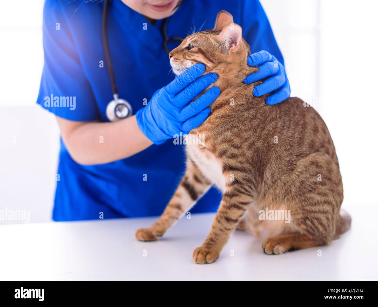 Veterinarian smiling woman in hi-res stock photography and images - Alamy