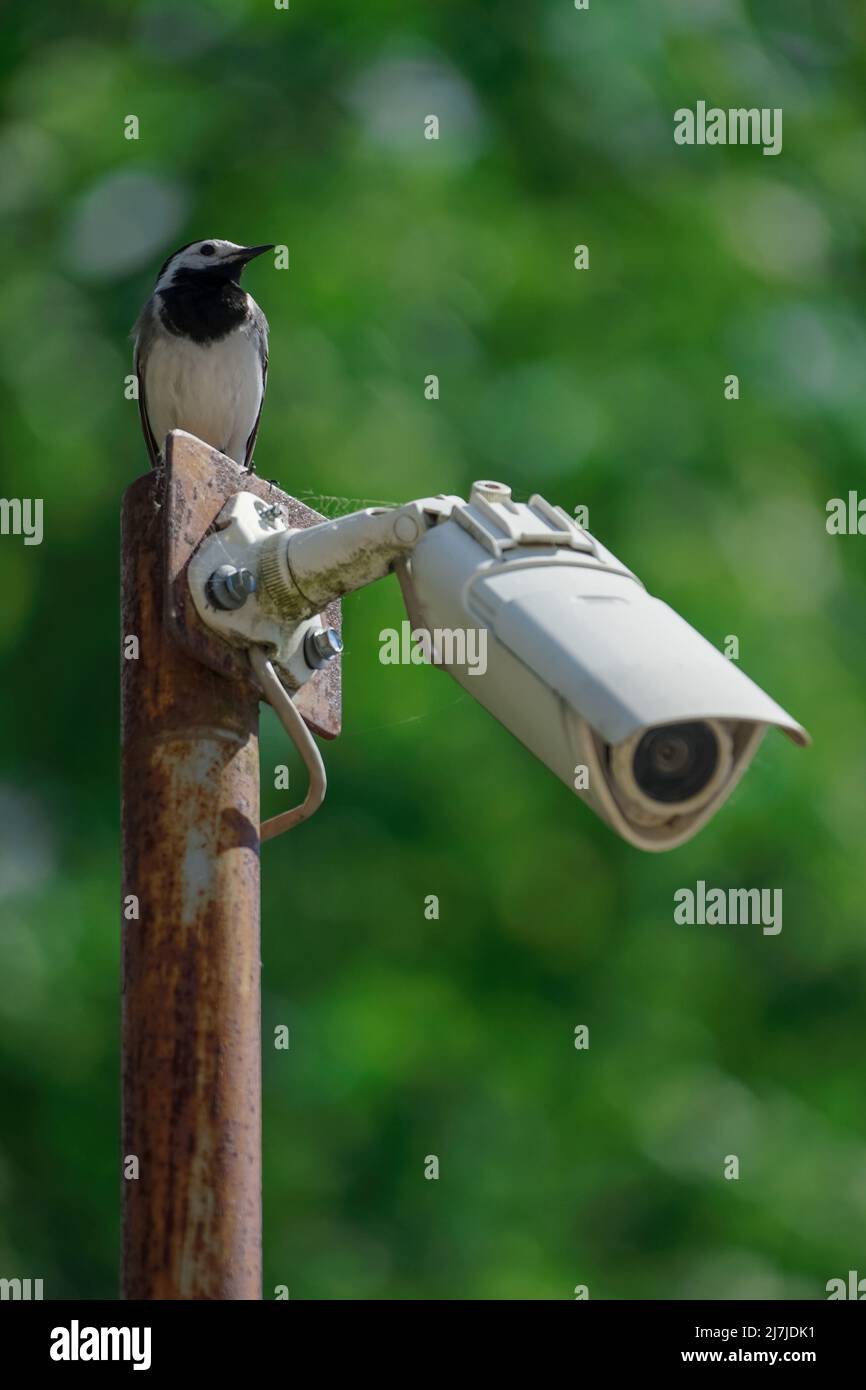 White bird wagtail sits on outdoor surveillance camera, green blurred ...