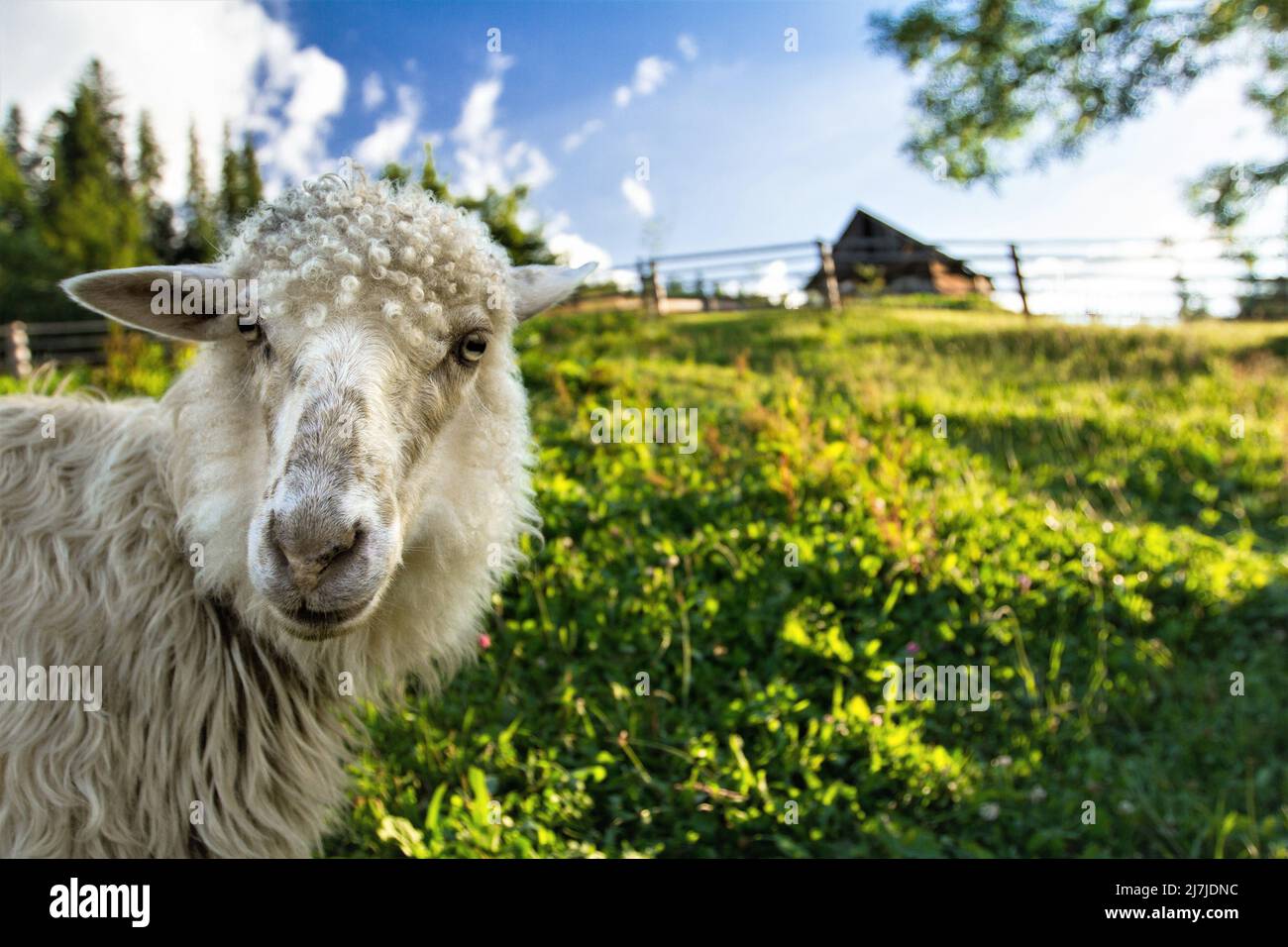 Calm sheep hi-res stock photography and images - Alamy