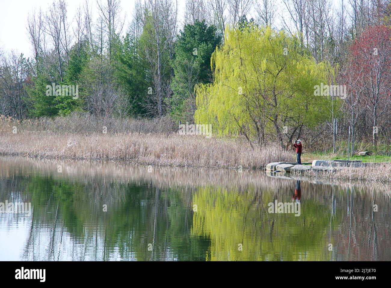 Using a cell phone to get a photo of the pond in springtime Stock Photo ...
