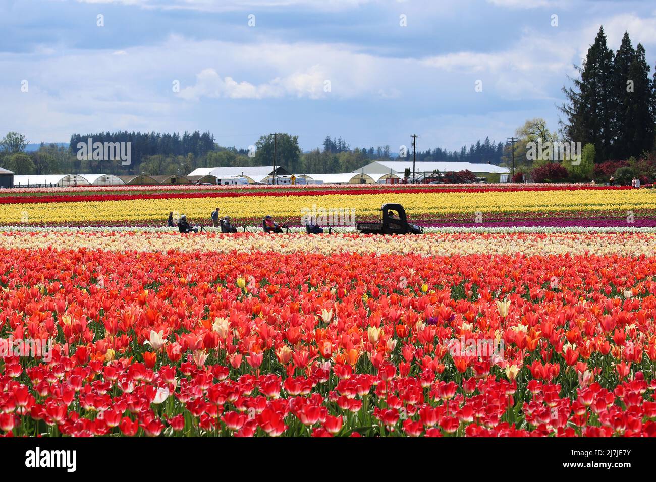 A tractor carts a train of passengers between rows of colorful tulips ...