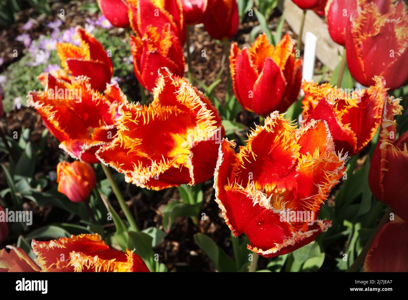 Patterns in fiery red hi-res stock photography and images - Alamy