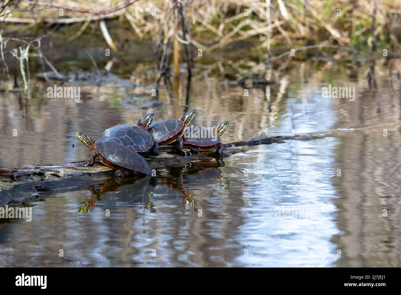 The painted turtle (Chrysemys picta).The painted turtle is the most ...