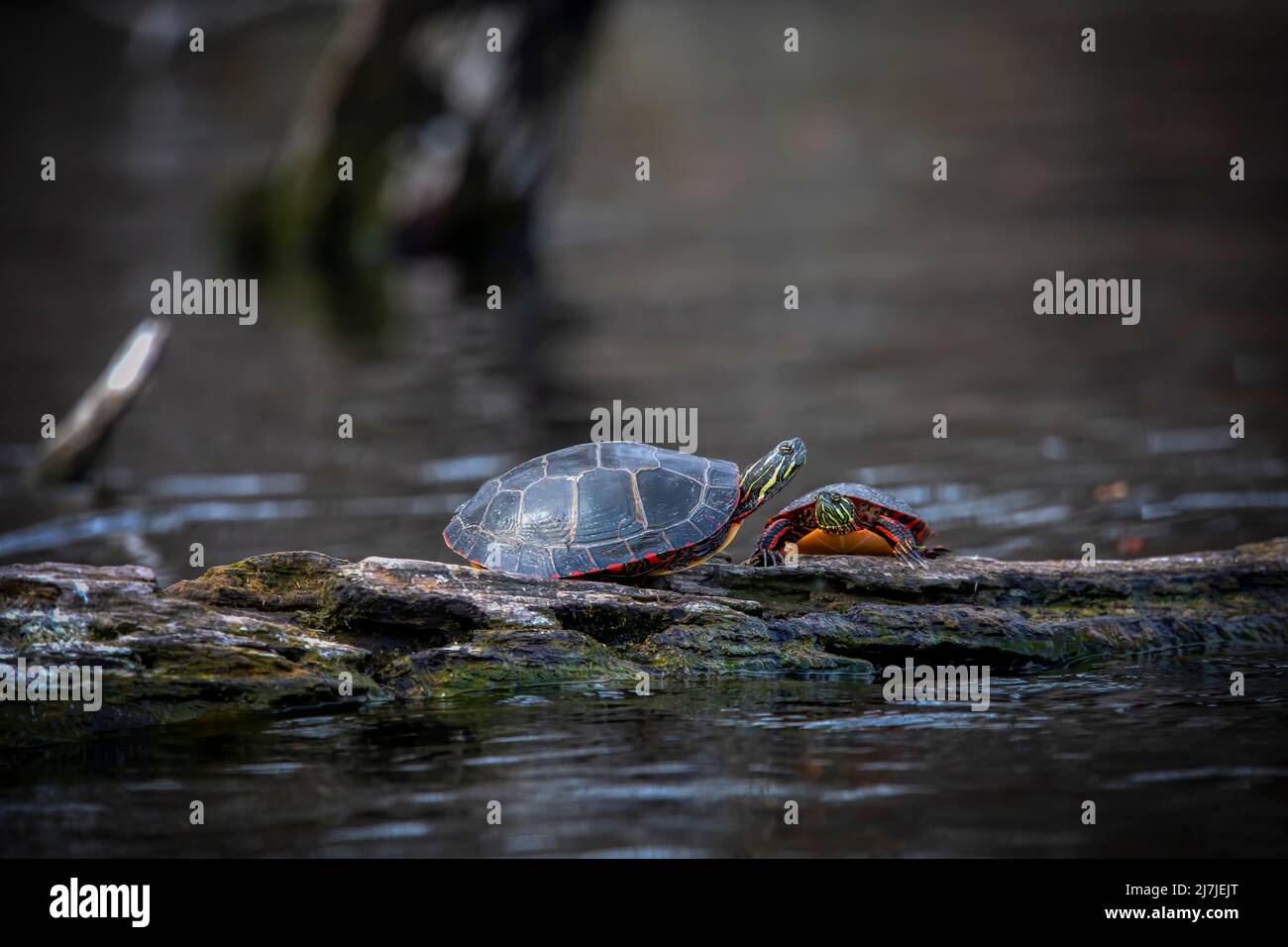 The painted turtle (Chrysemys picta).The painted turtle is the most ...