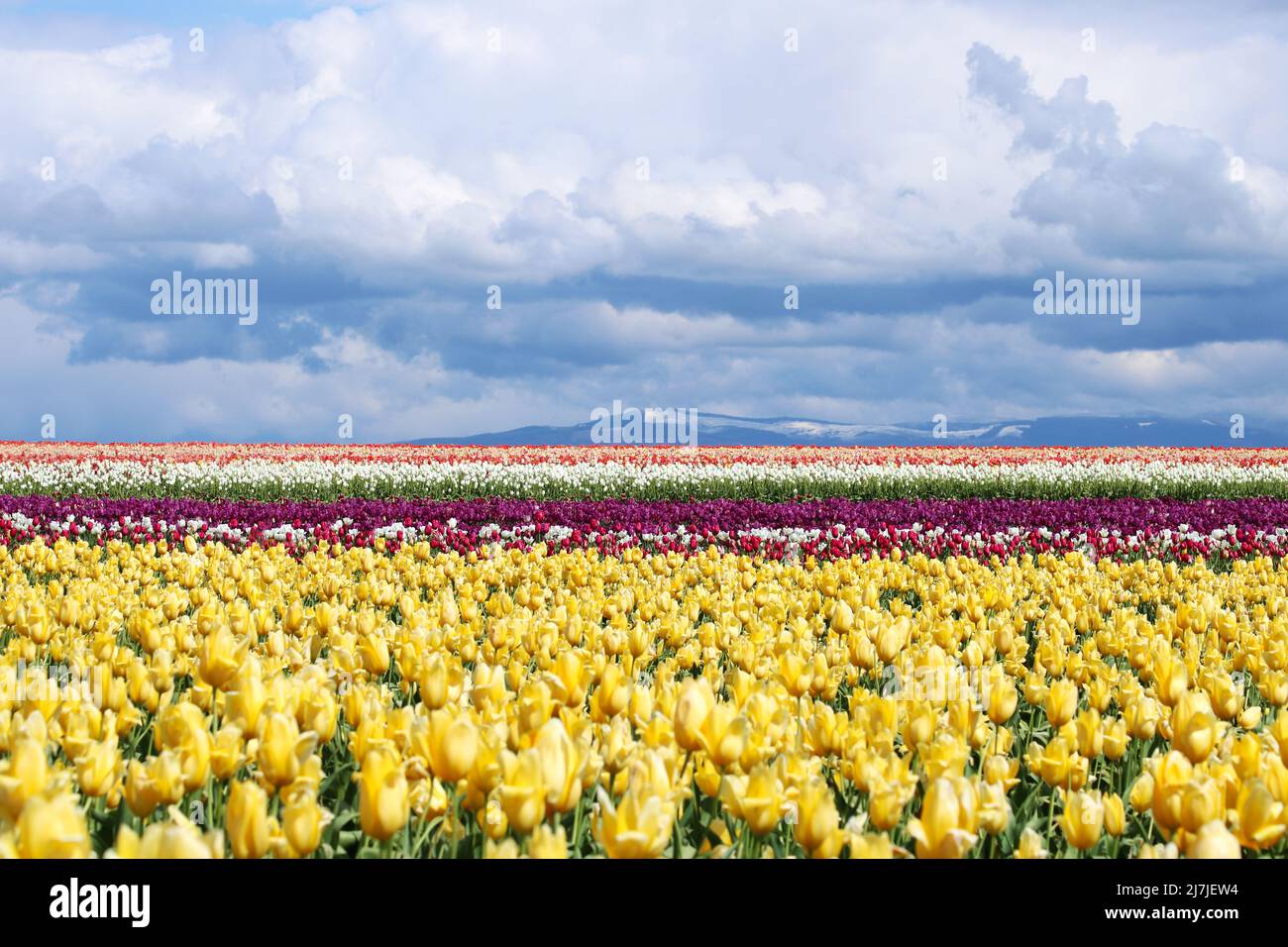 Wide angle view of colorful rows of tulips Stock Photo - Alamy