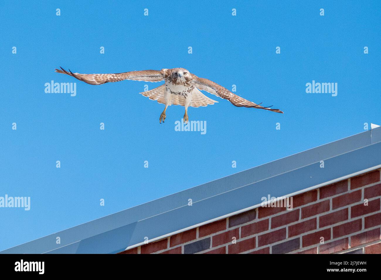 Red Tail Hawk Flying in Boston Stock Photo - Alamy
