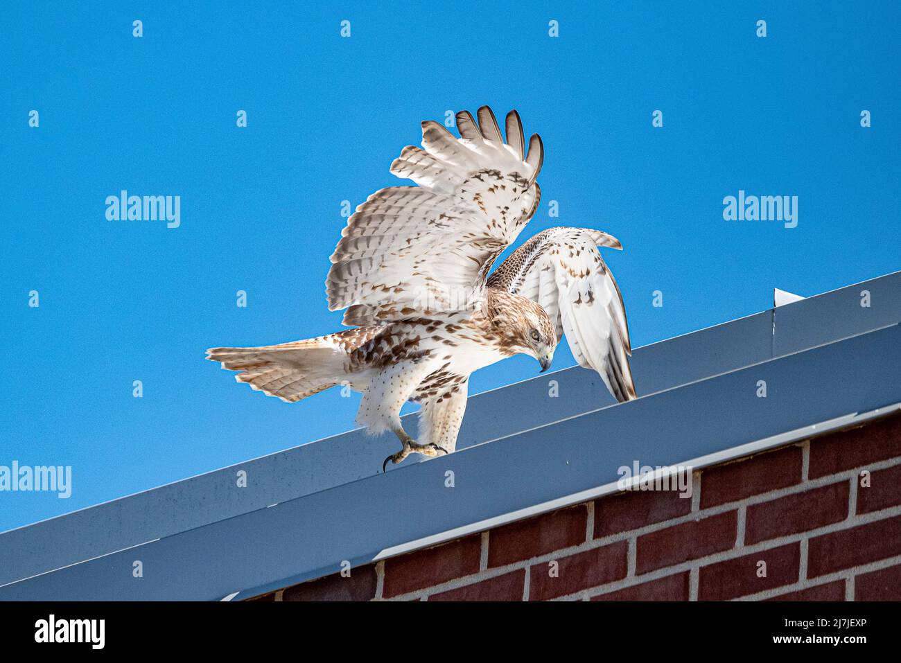 Red Tail Hawk Flying in Boston Stock Photo - Alamy