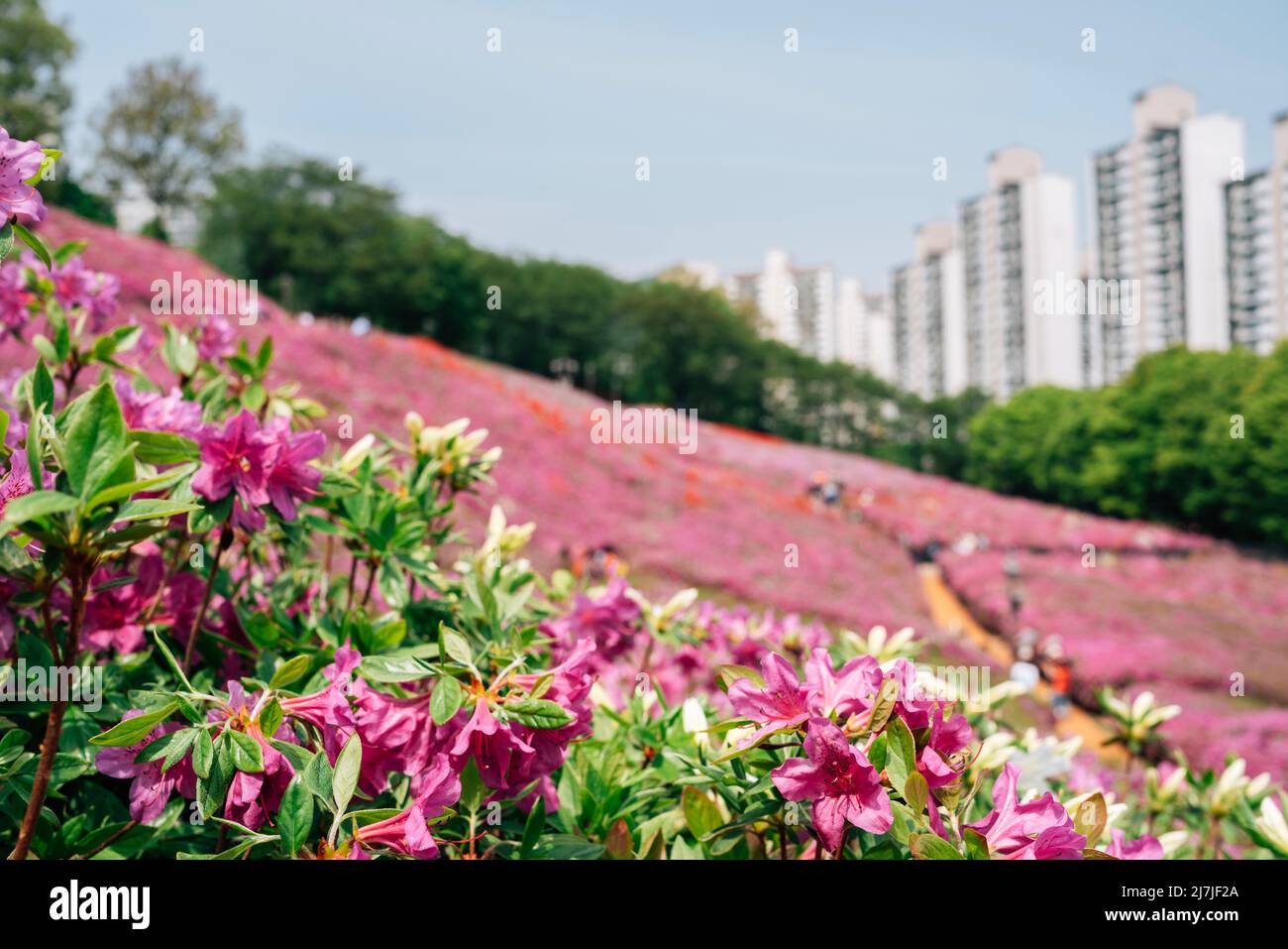 Royal Azaleas Hill Park flower festival in Gunpo, Korea Stock Photo - Alamy