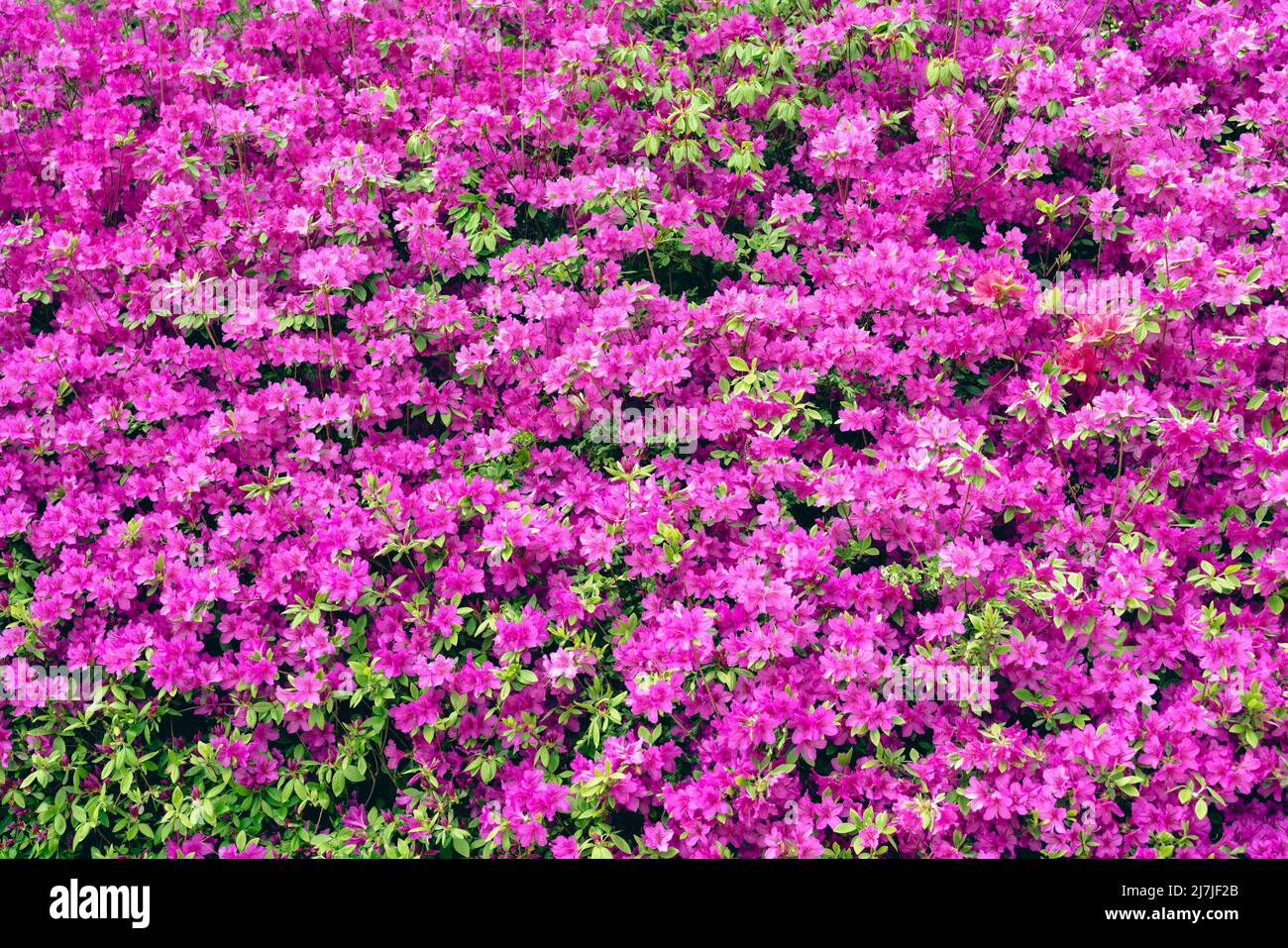 Royal Azaleas Hill Park flower festival in Gunpo, Korea Stock Photo - Alamy