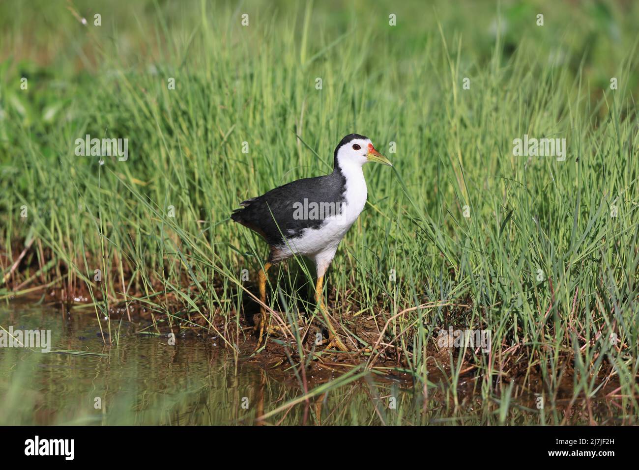 White-Breasted Waterhen (Amaurornis phoenicurus) in Borneo island ...