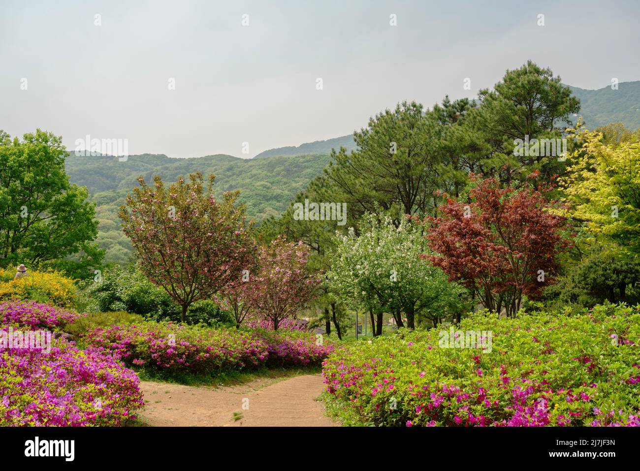 Spring of Chomakgol Eco Park in Gunpo, Korea Stock Photo - Alamy