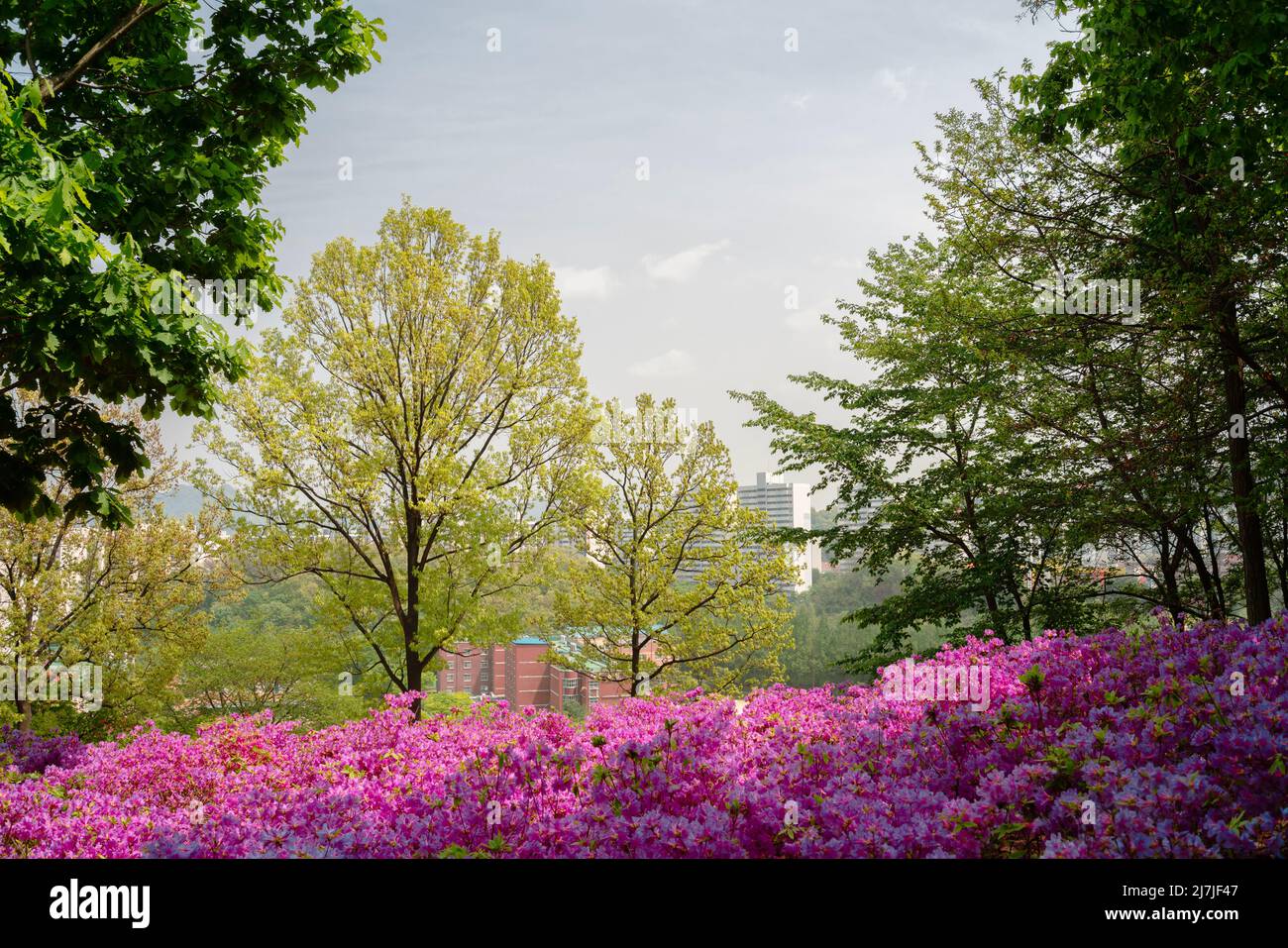 Royal Azaleas Hill Park flower festival in Gunpo, Korea Stock Photo - Alamy