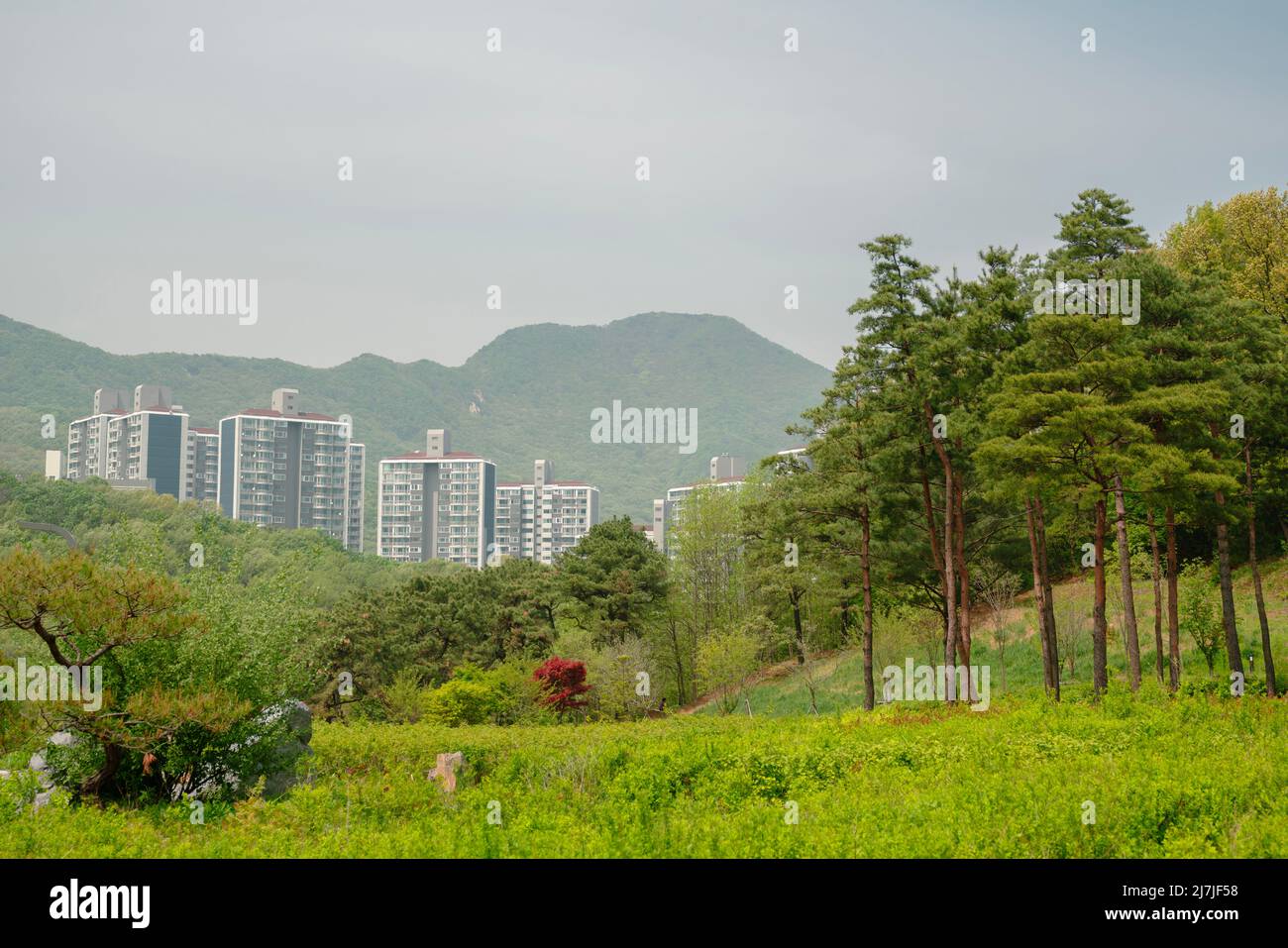 Chomakgol Eco Park green forest and apartment buildings in Gunpo, Korea ...