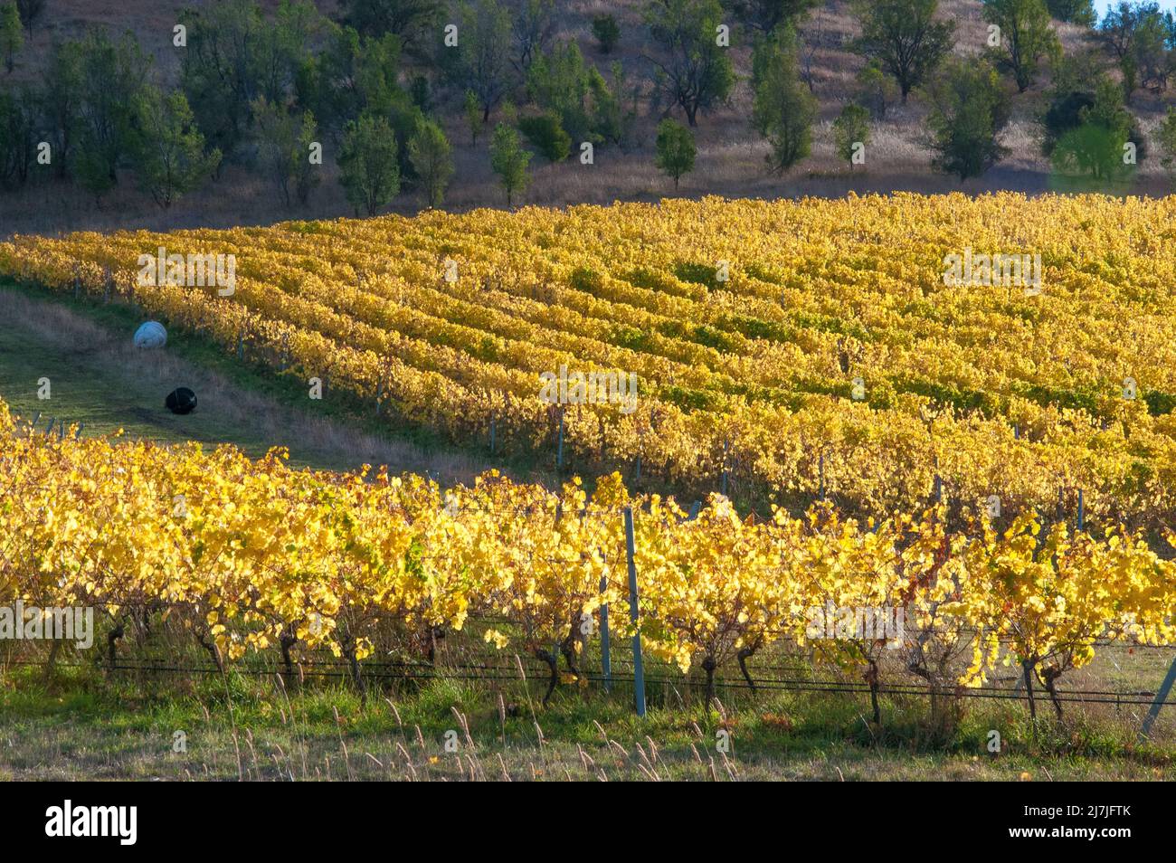 Autumn (fall) colours on display in Coal River wine region vineyards ...
