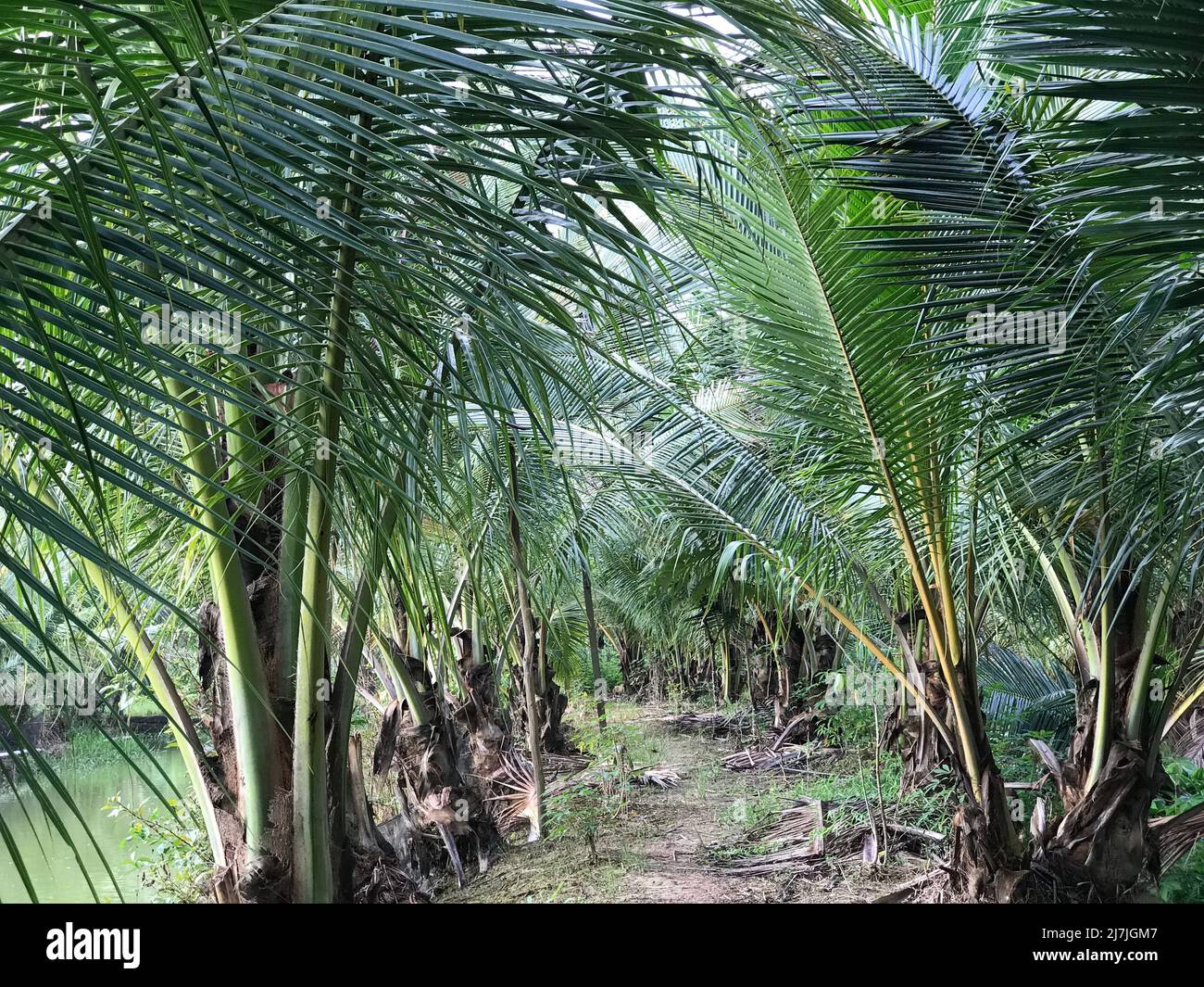 tropical palm leaf background, closeup coconut palm trees Stock Photo ...